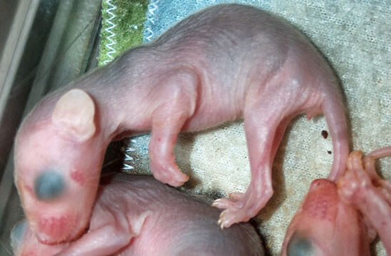 Get Help - Riff Raff